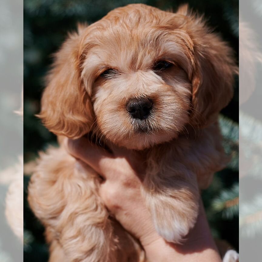 Гаванский бишон, щенок