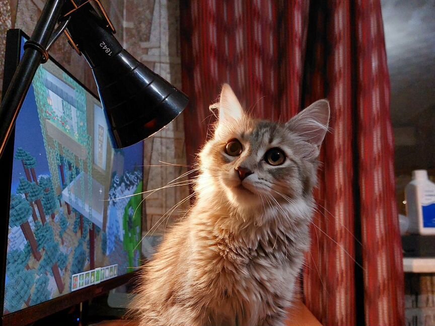 Кошка Сима в добрые руки