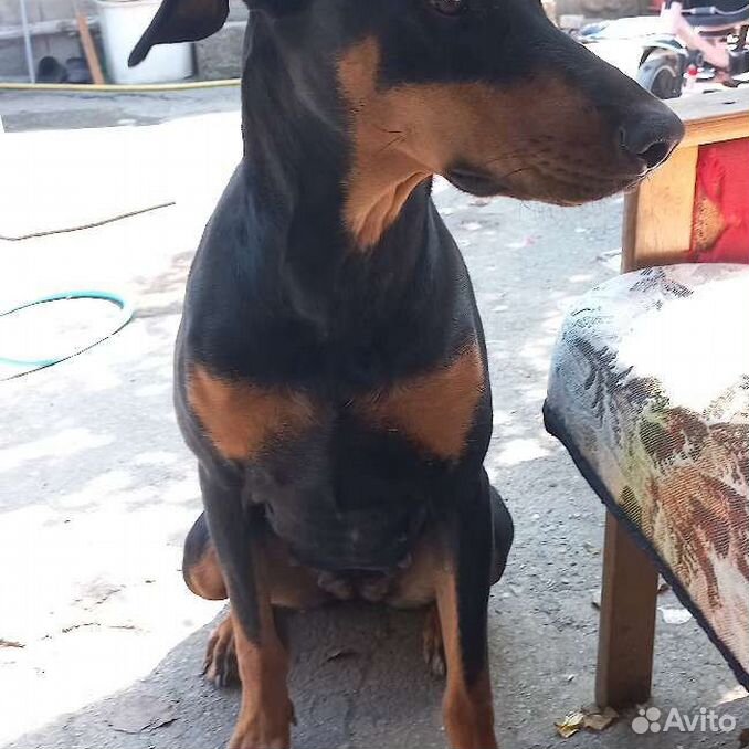 Отдам добермана