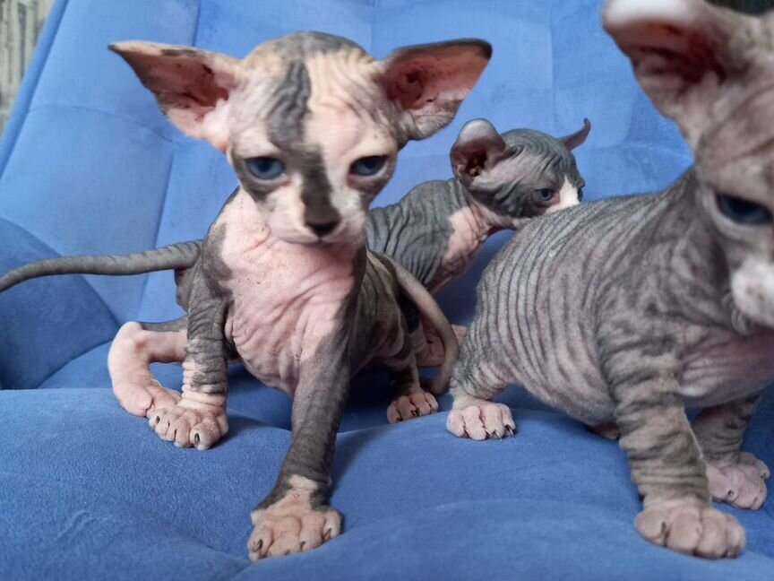 Канадский сфинкс