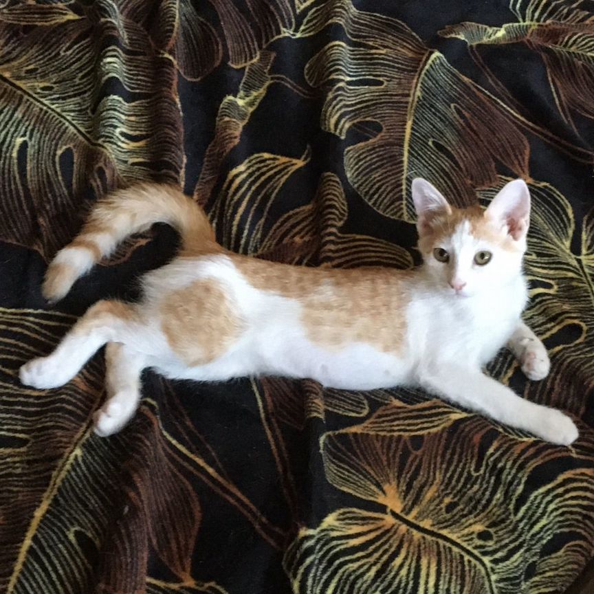 Лелик в дар лучшим маме/папе