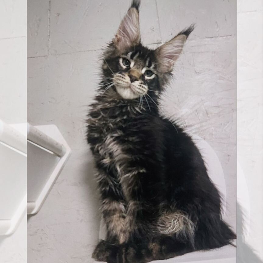 Мейн-кун котёнок