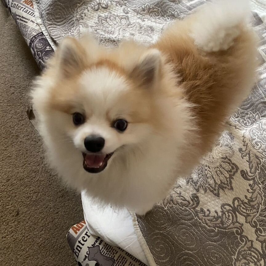 Померанский шпиц медвежьего типа белый