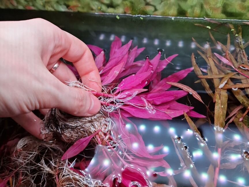 Аквариумные растения