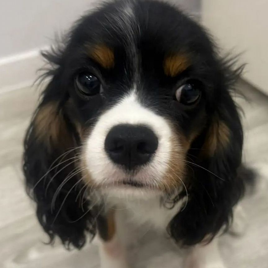 Кавалер кинг-чарльз-спаниель, щенок