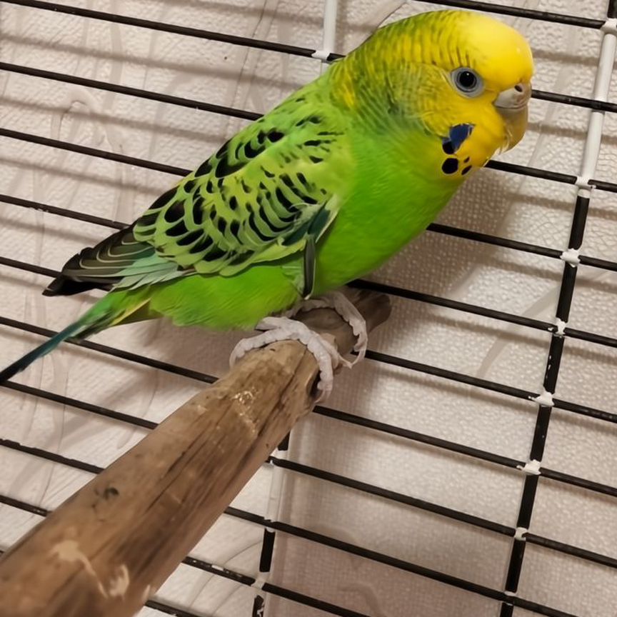 Волнистый попугай