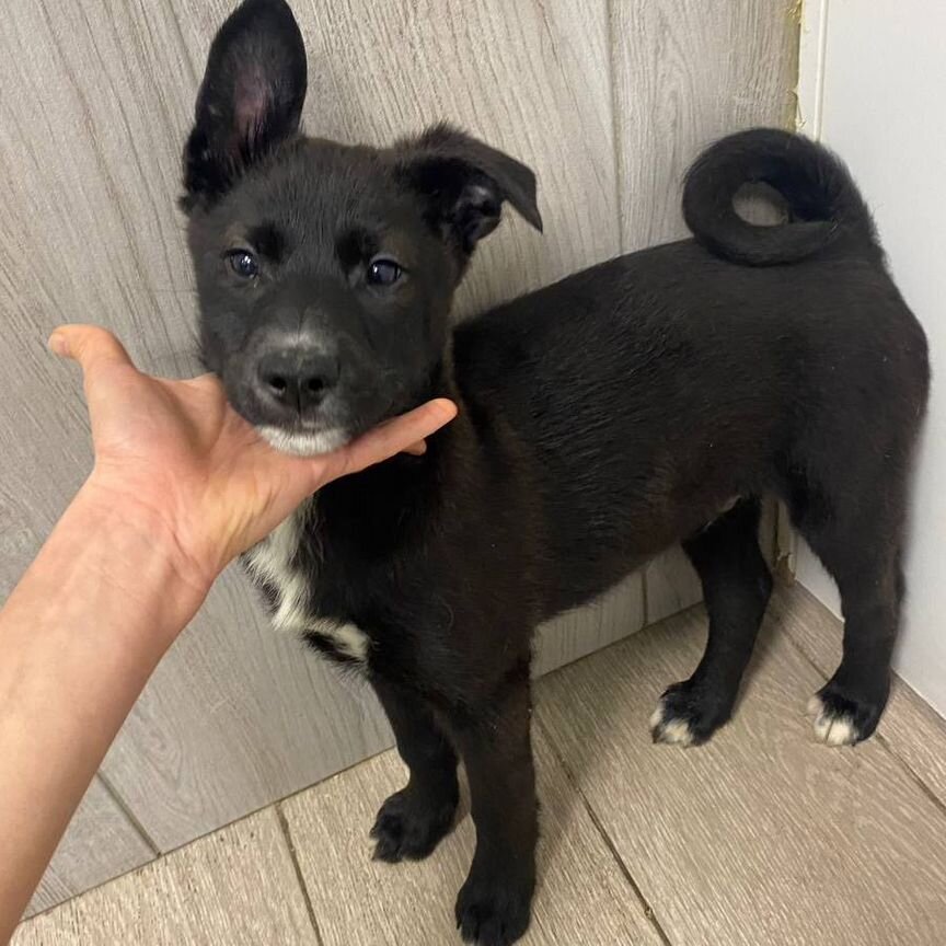 Щенок в добрые руки