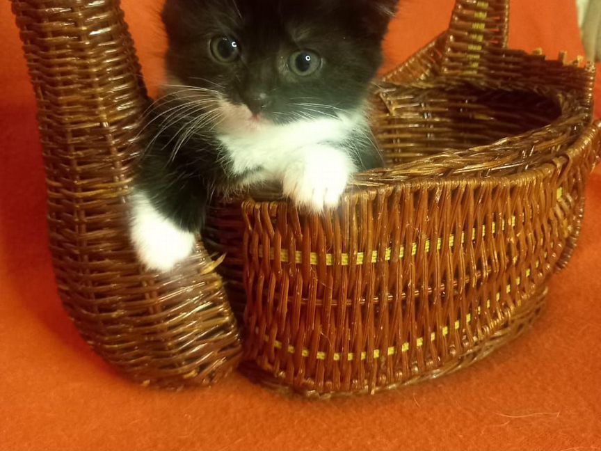 Котенок в добрые руки