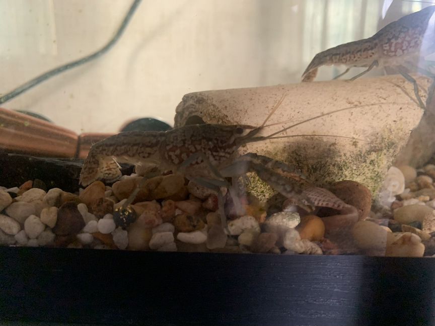 Мраморный рак