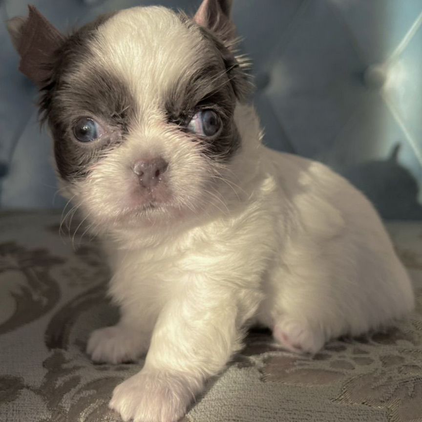 Чихуахуа, щенок