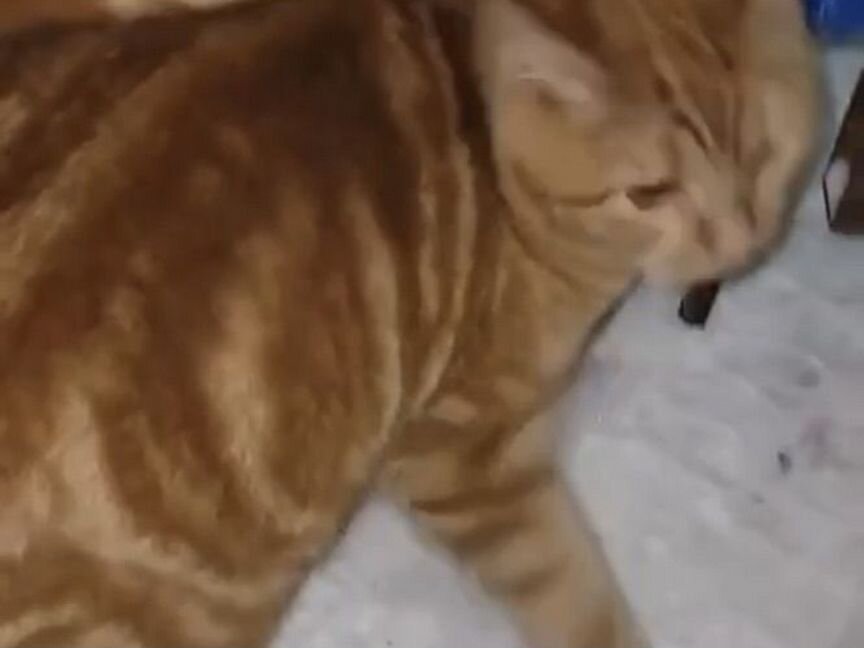 Рыжий котёнок ищет дом