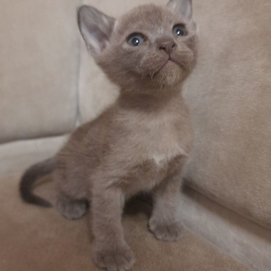 Бурманские котята
