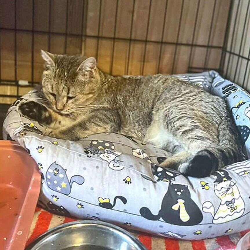 Очень ласковые, трогательные кошечки Пухля и Мия