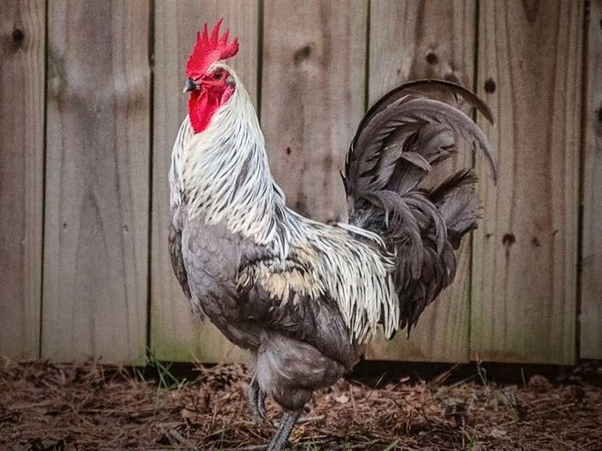 Молодой петух, Сильверруд Блю