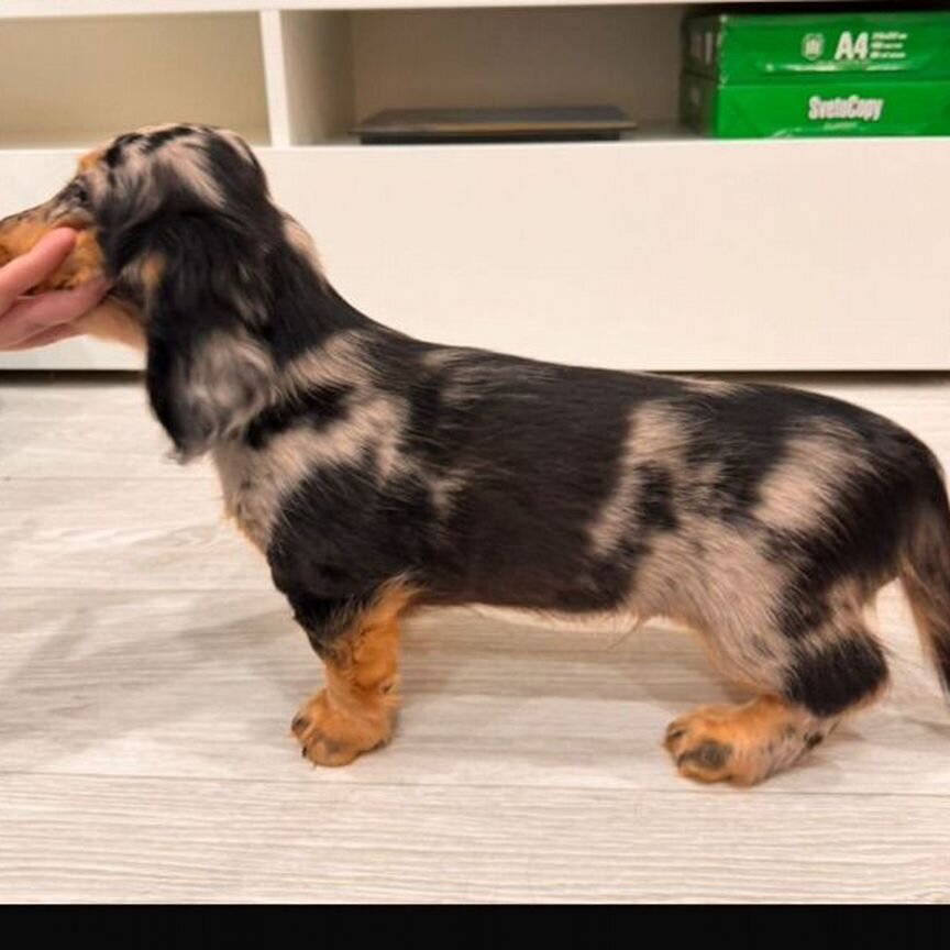 Кроличья такса, щенок