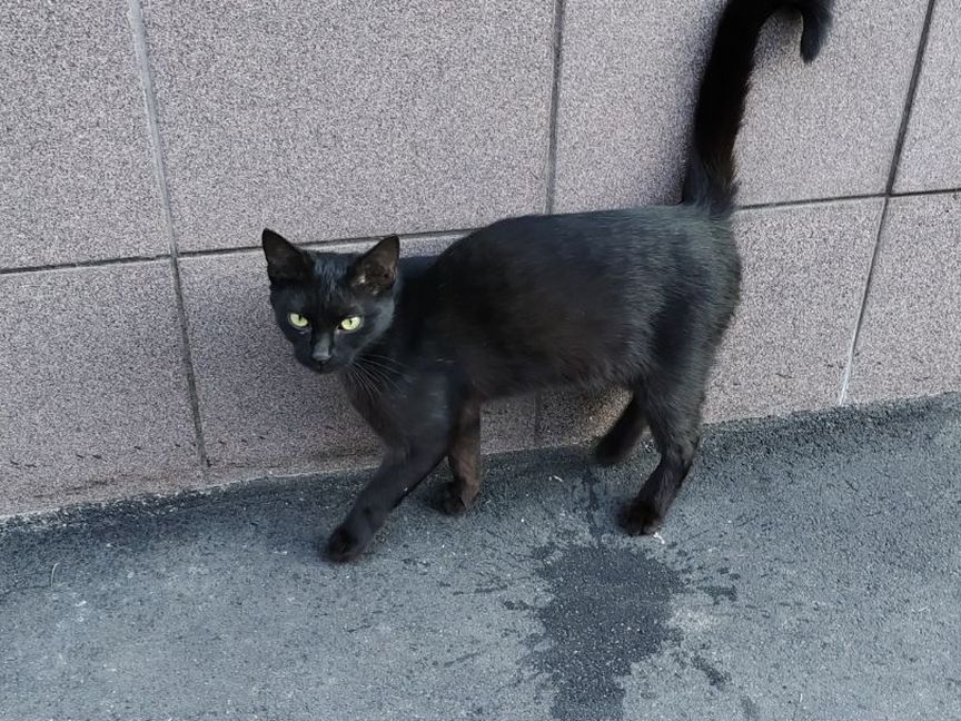 Кошка в дар