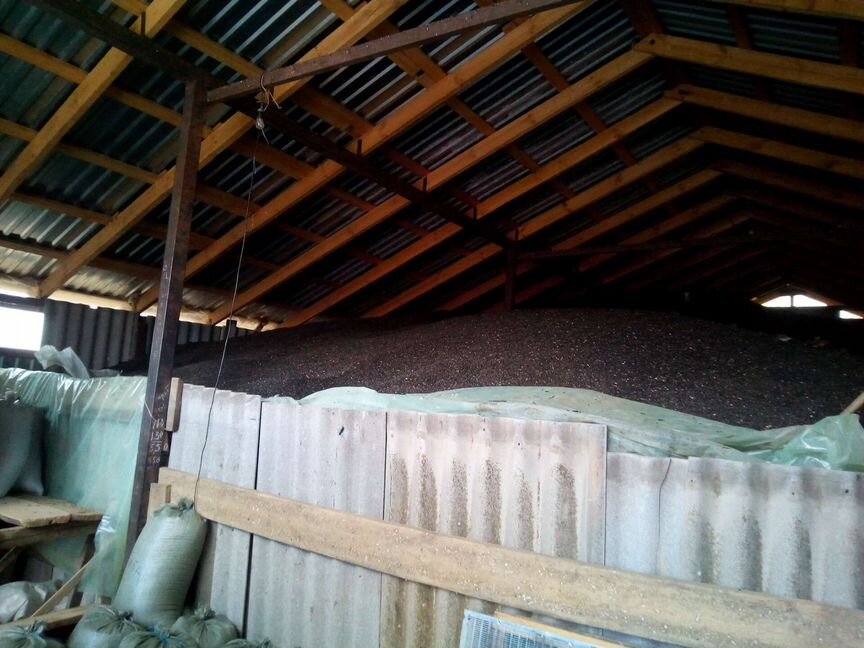 Семечка масленичка