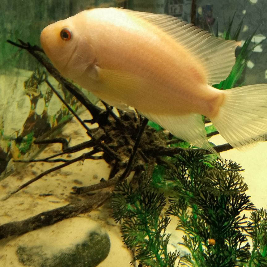 Рыбка аквариумная цитрон