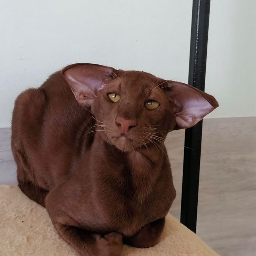 Ориентальные котята экстрим