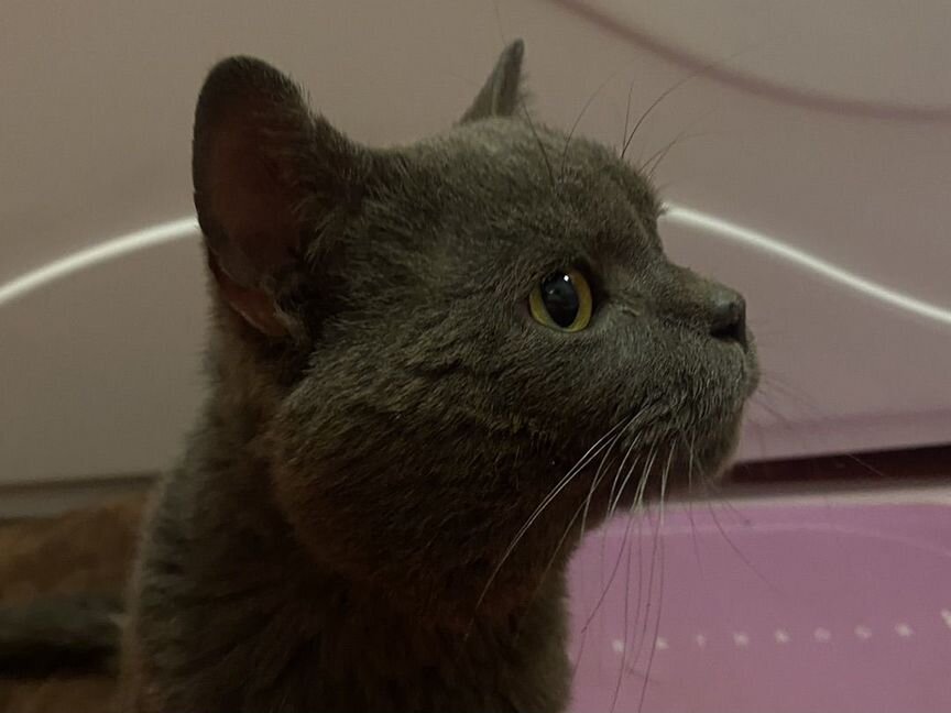 Кот