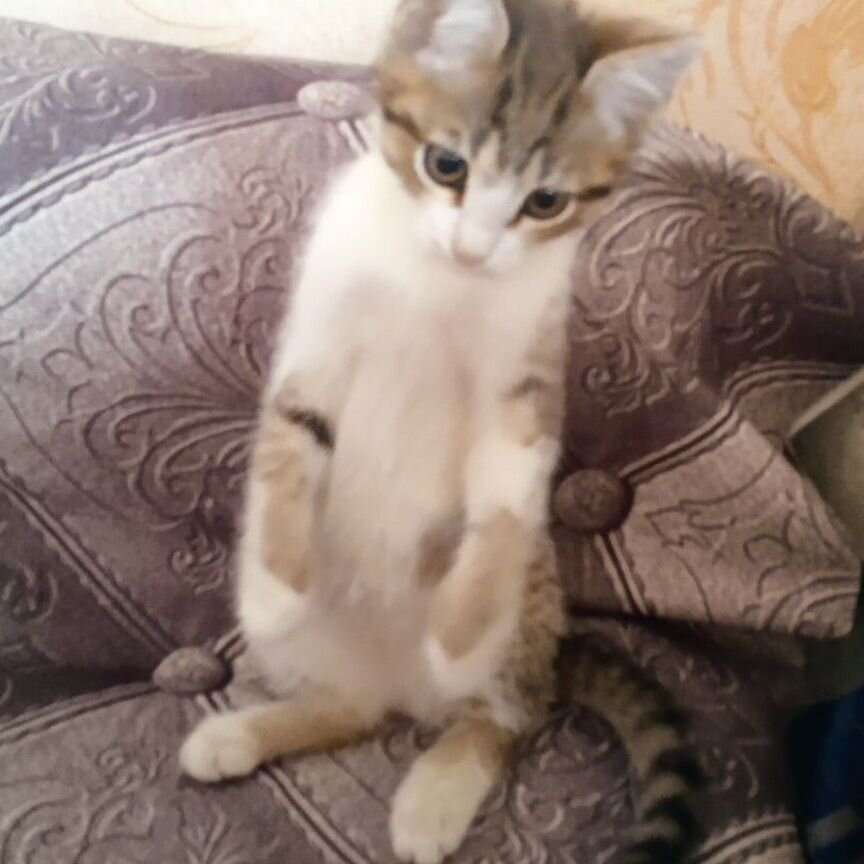 Отдам котёнка, мальчик 6 месяцев