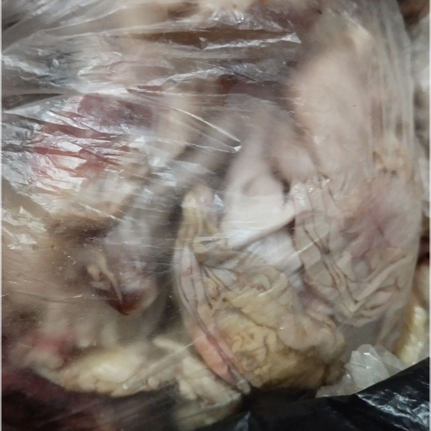 Корм для собак