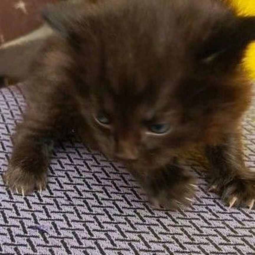 Котенок мальчик совсем малыш