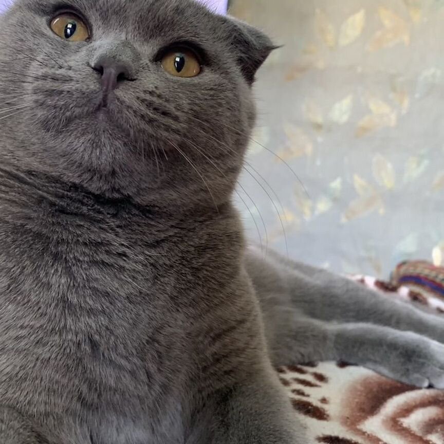 Мальчик кот для вязки