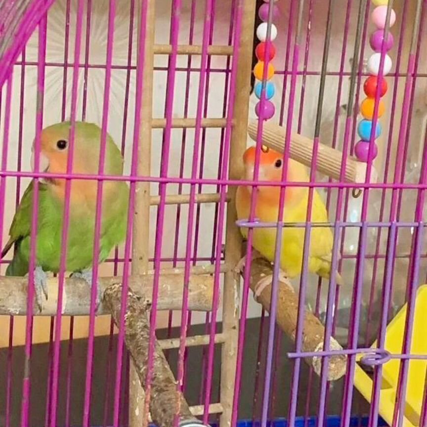 Неразлучки