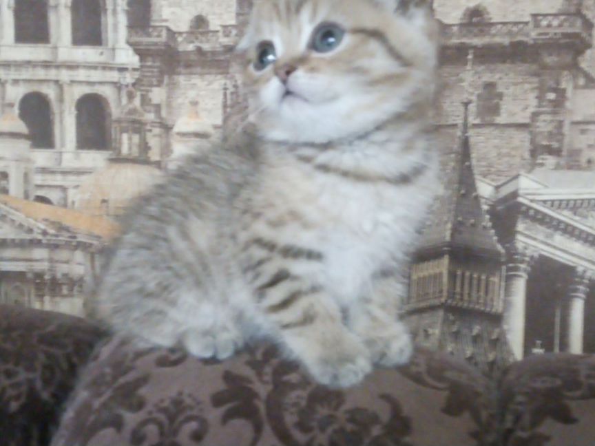 Шотландские котята