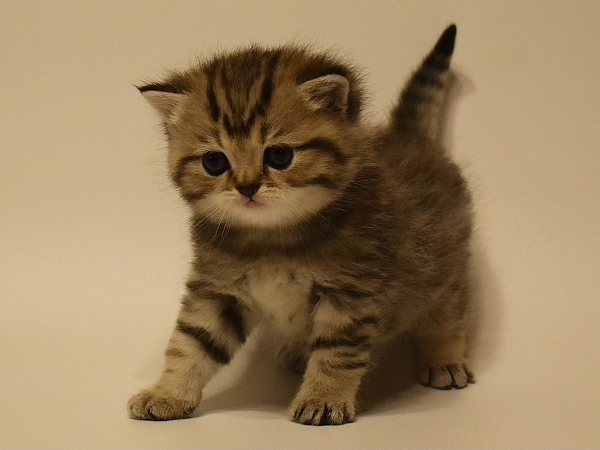 Котёнок Британская золотая шиншилла мальчик