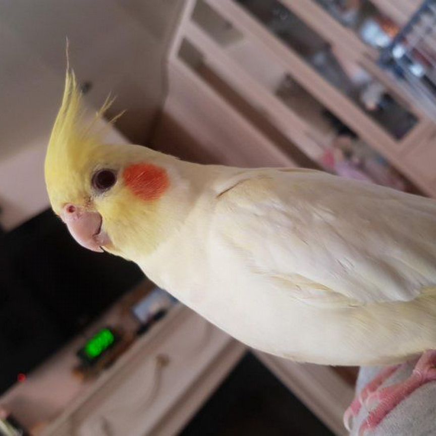 Попугай Корелла лютино