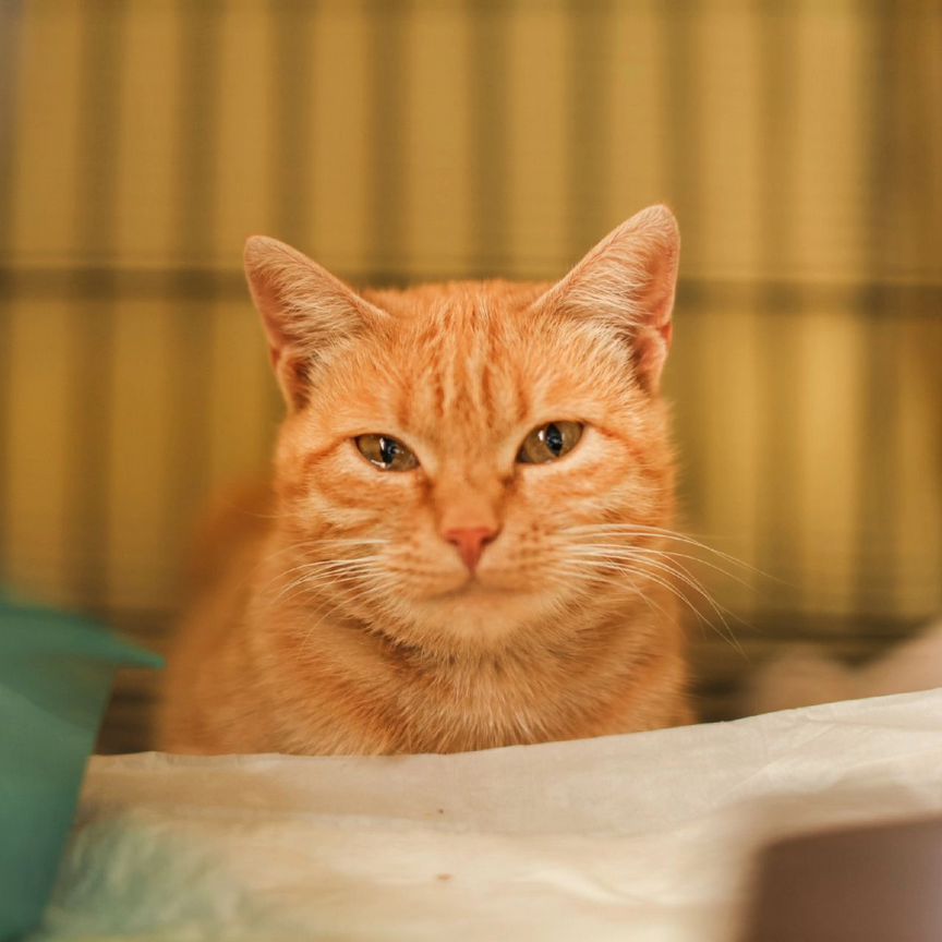 Кошка Алиса