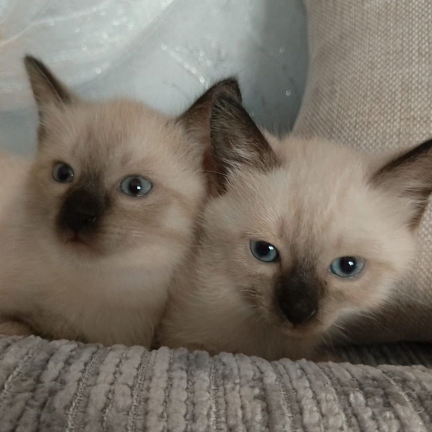 Тайские сиамские котята