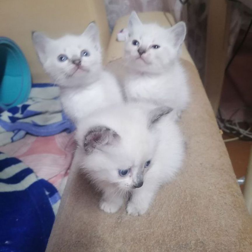 Сиамские котята