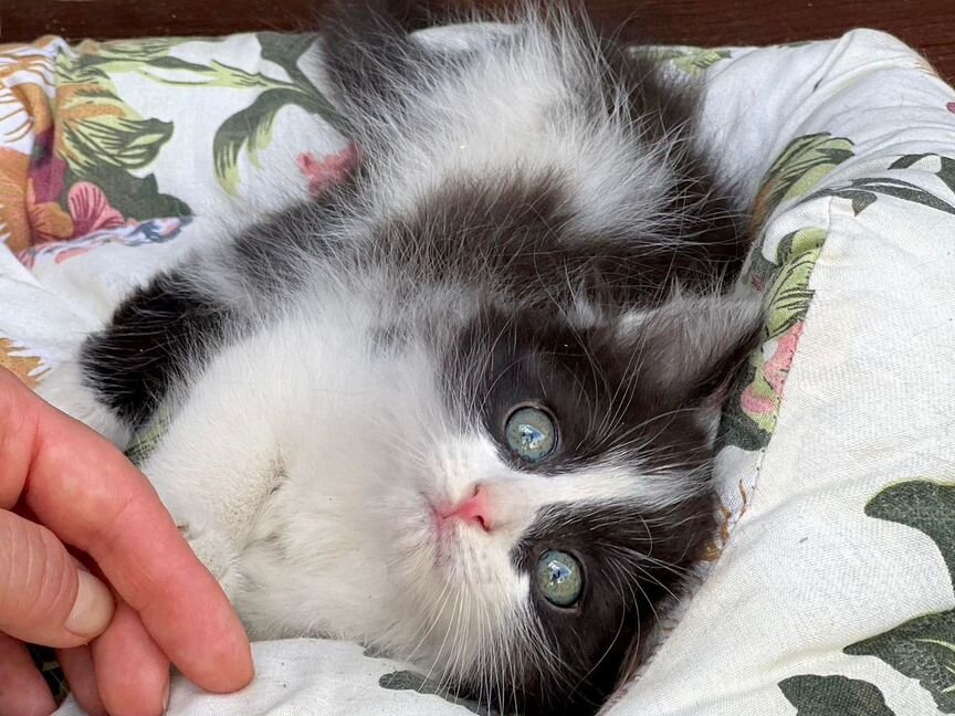 Симпатичный котенок в дар