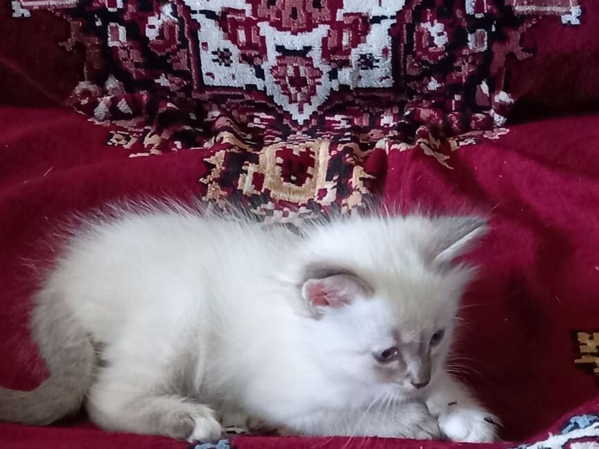 Котята в добрые руки бесплатно
