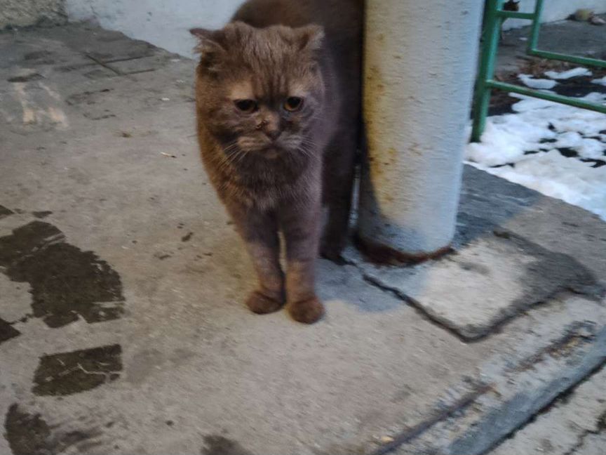 Кот в добрые руки