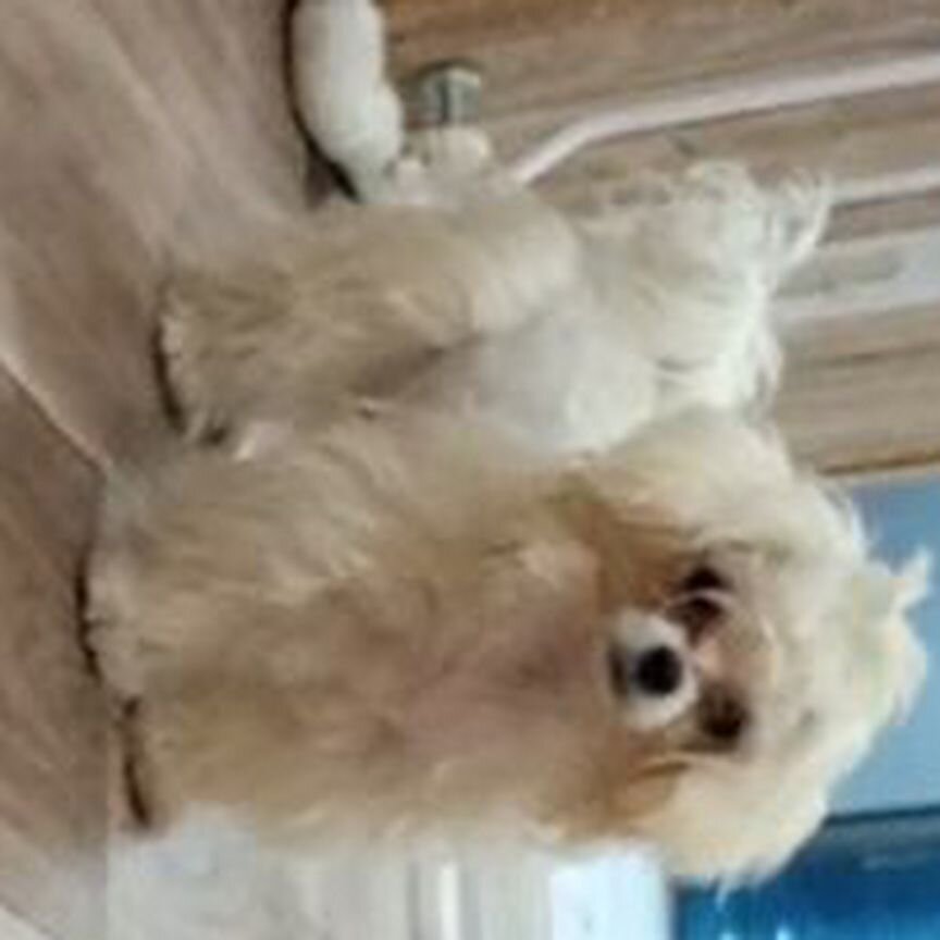 Мальтийская болонка, взрослый пёс