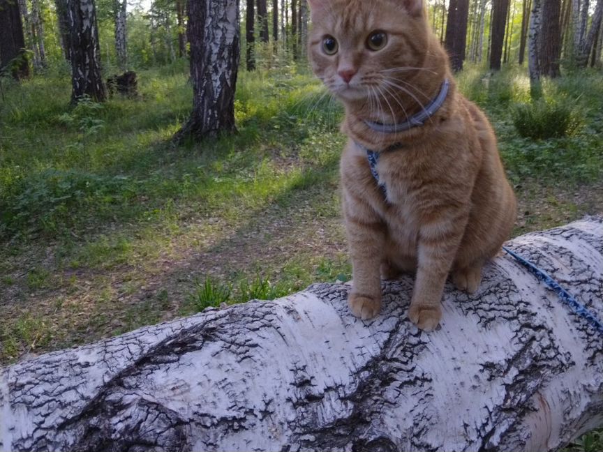 Глухой кот