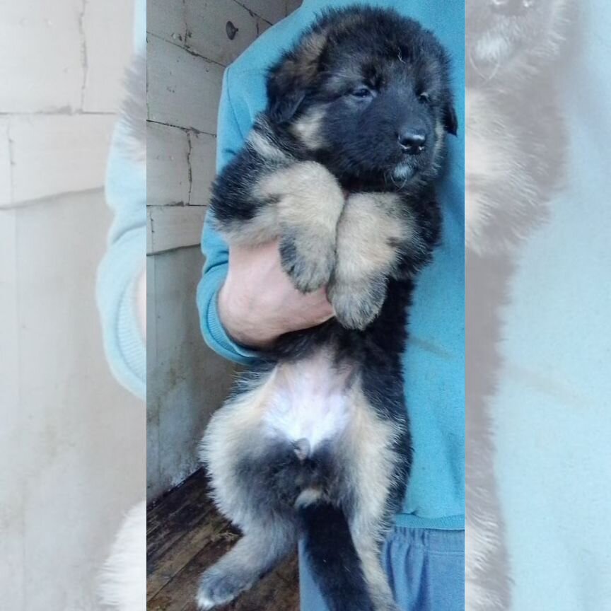 Немецкая овчарка