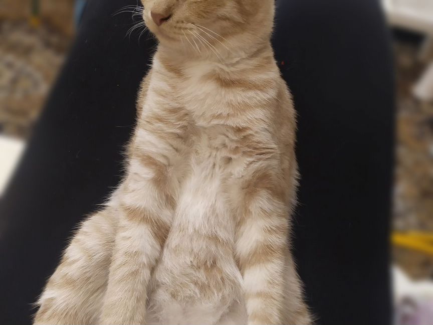 Котик вислоухий в добрые руки с приданным