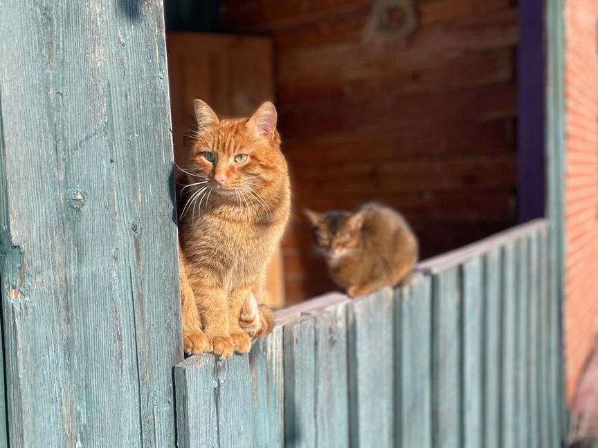 Кот огненное сердце