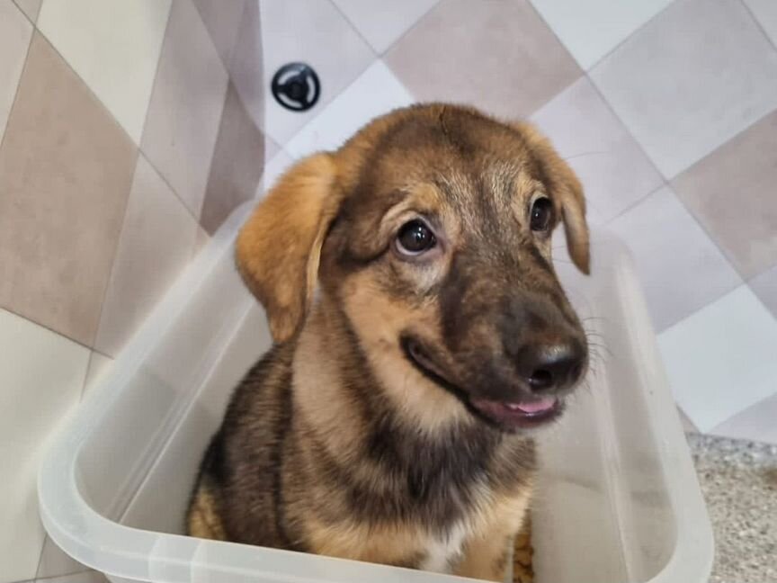 Щенок Мина-комочек радости и счастья