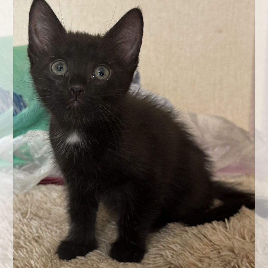 Котёнок в добрые руки