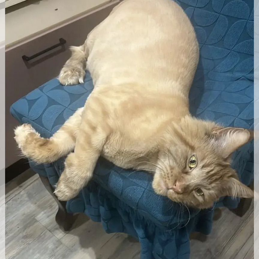 Мейн-кун, взрослый кот