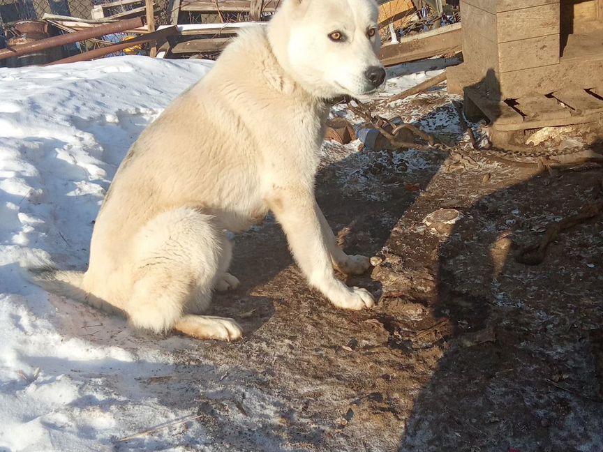 Продам две собаки алабай