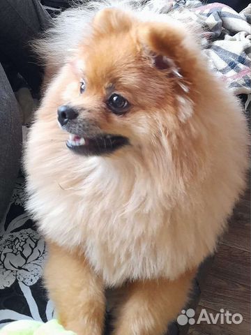 Щенки немецкого шпица