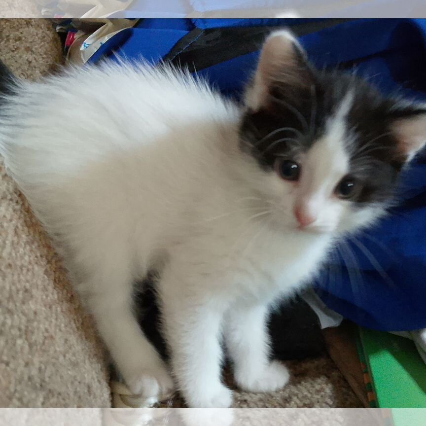Котёнок в добрые руки