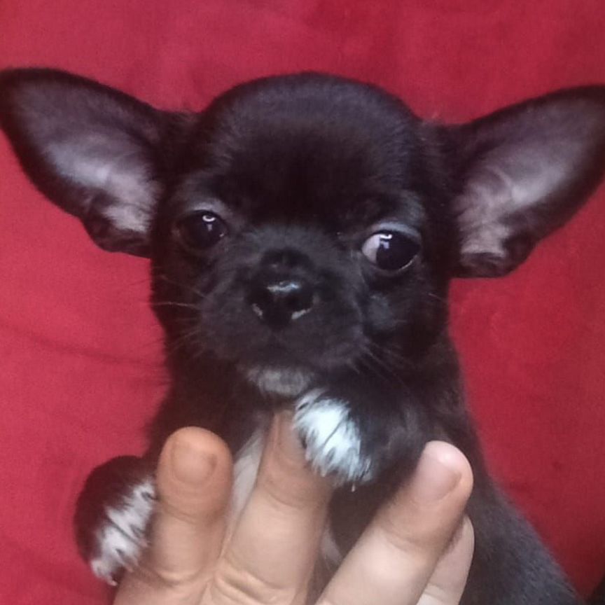 Чихуахуа мальчик